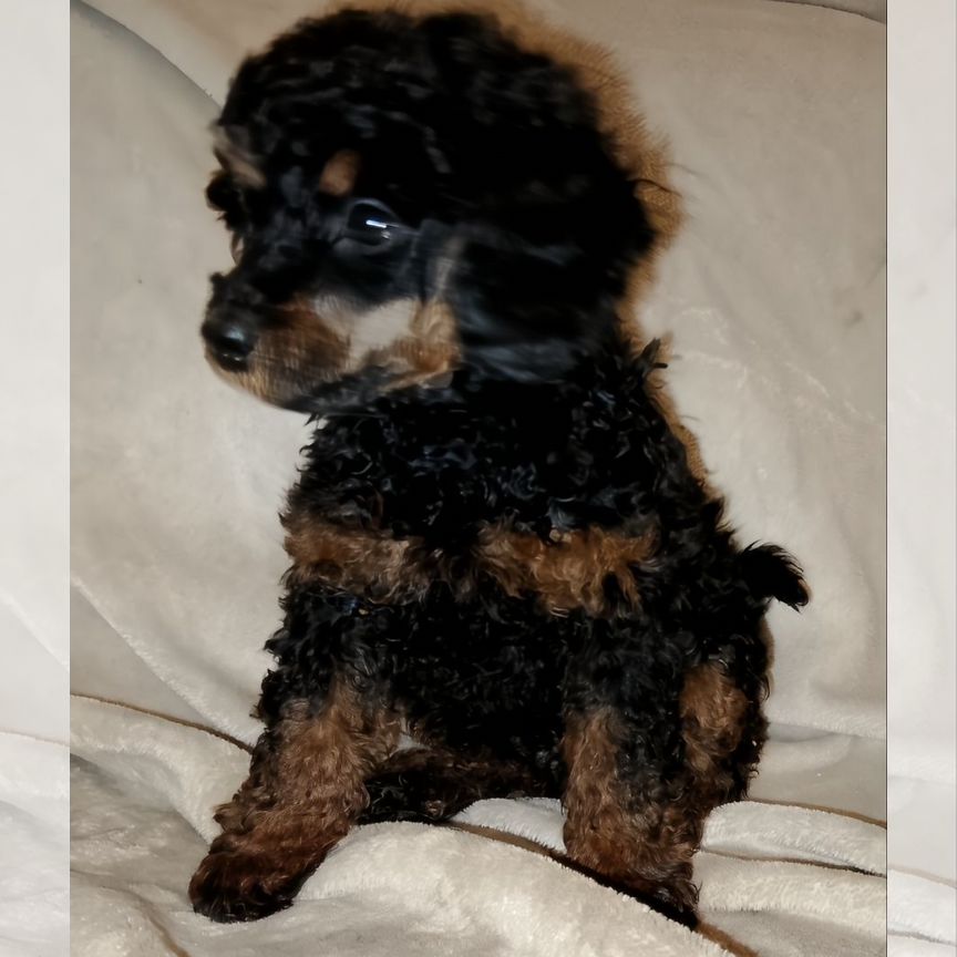 Карликовый пудель, щенок