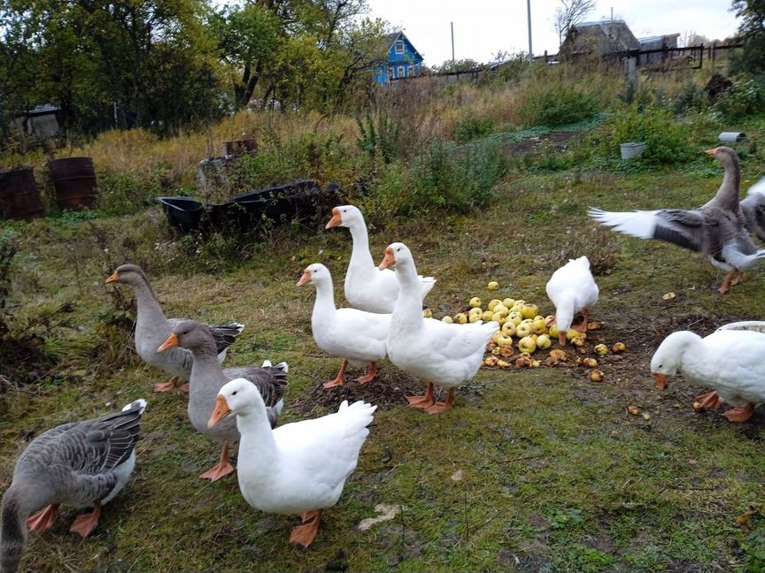 Утки и Гиси
