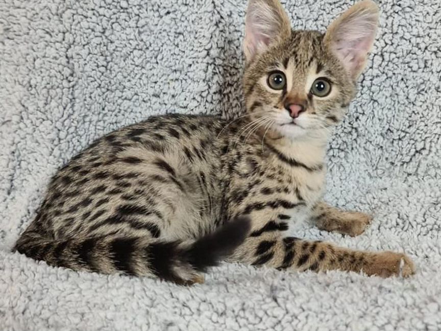 Саванна ф1 мальчик