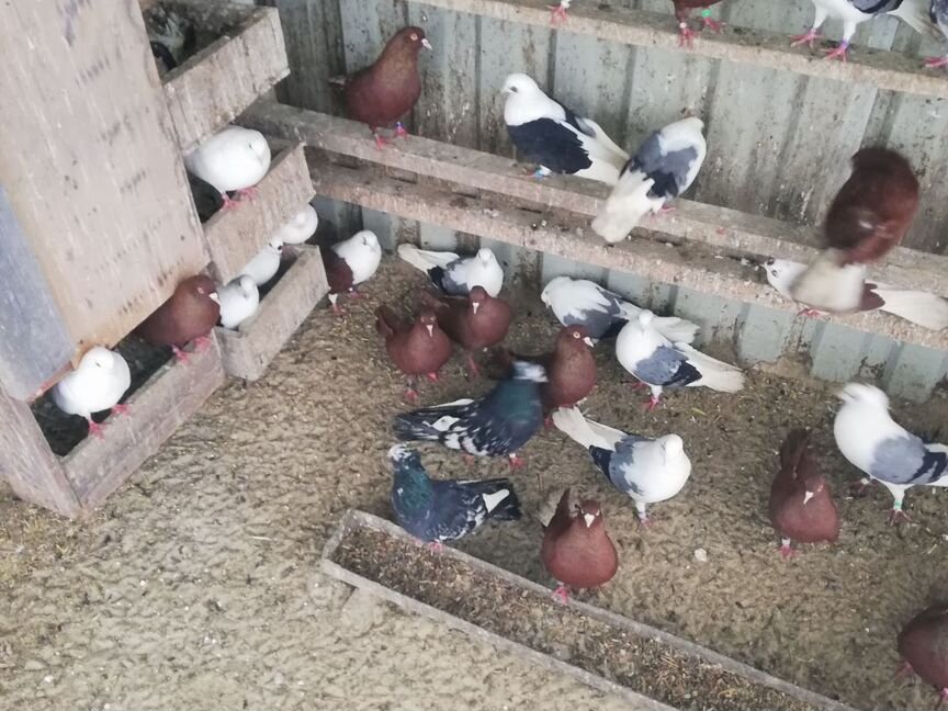Голуби