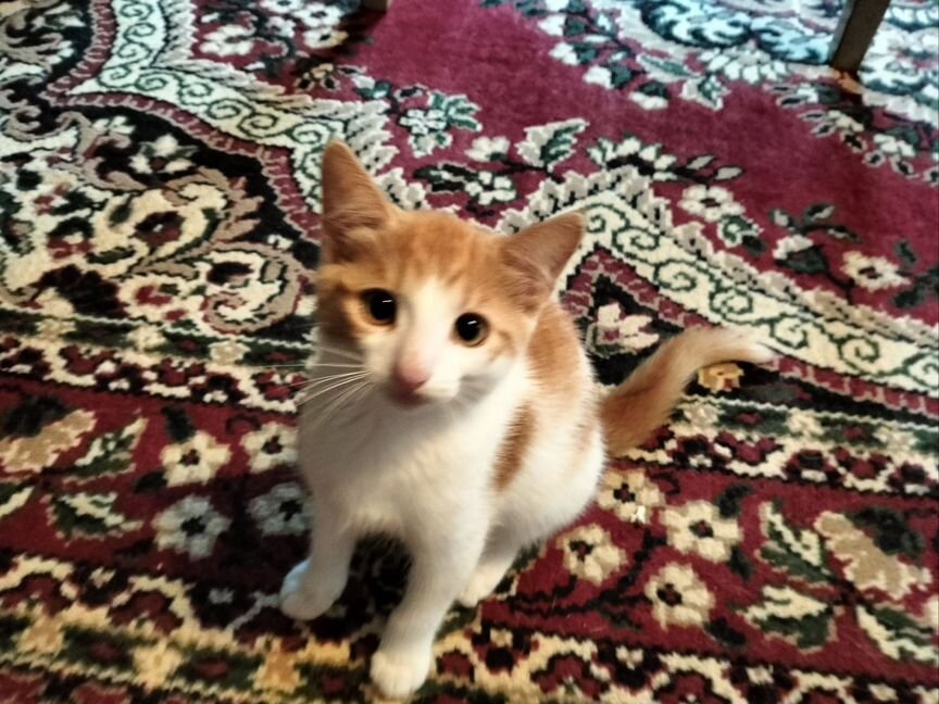 Трое котят в хорошие руки