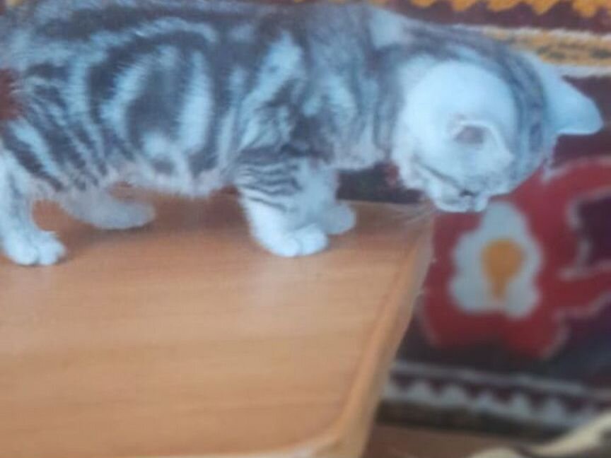 Котёнок шотландский страйт окрас "вискас"