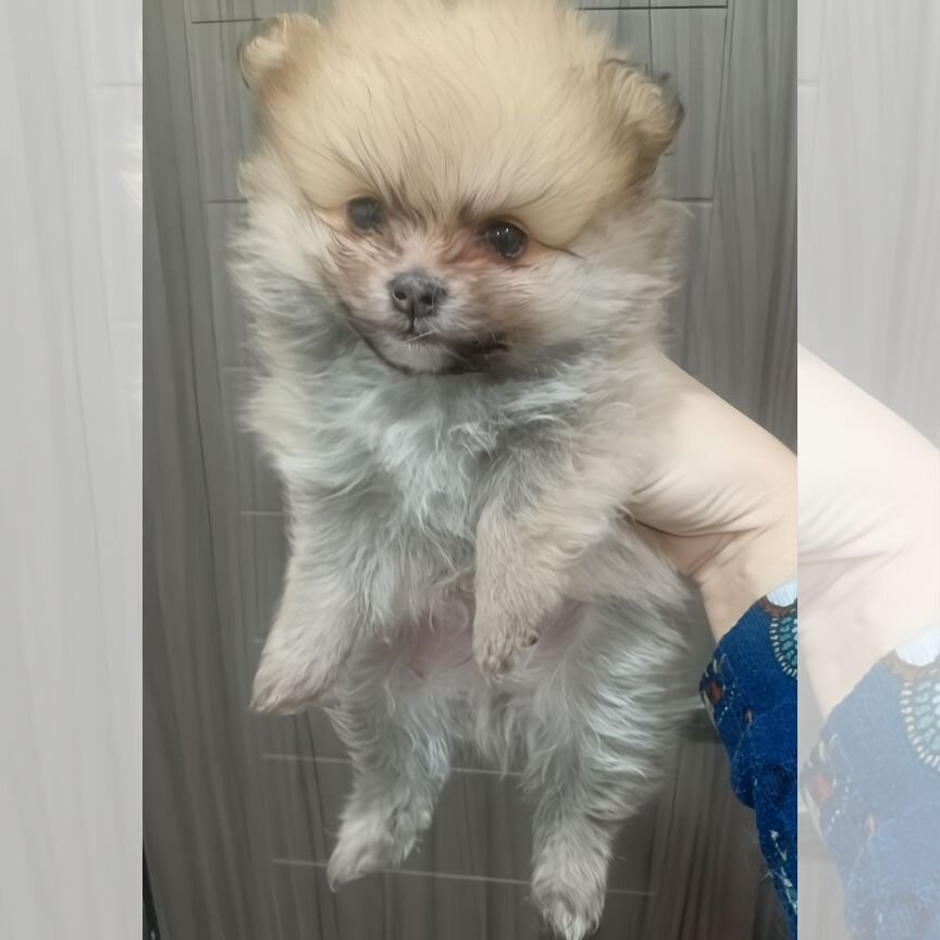 Померанский шпиц, щенок