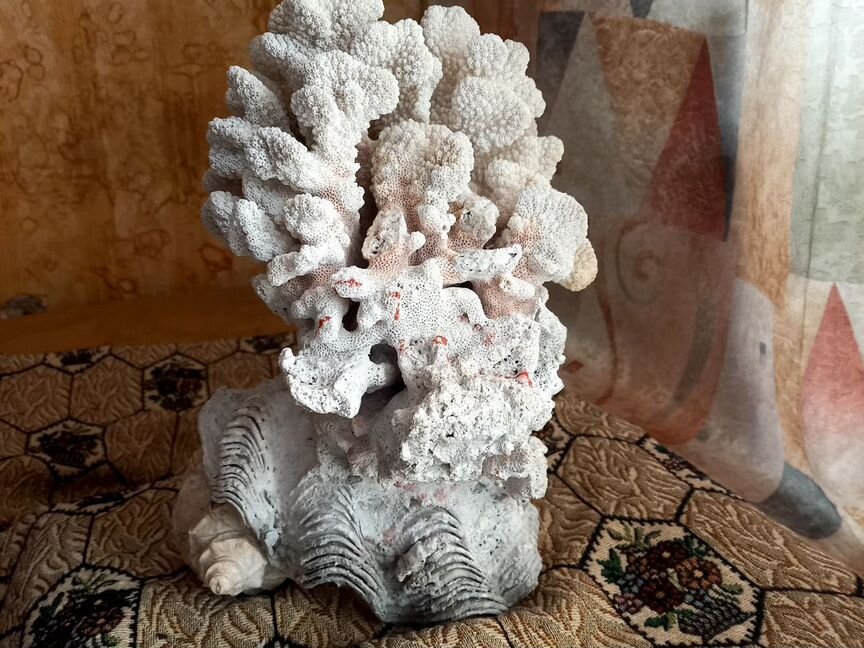 Морские кораллы