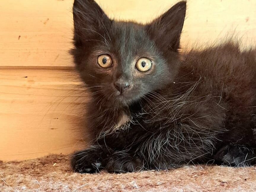 Мальчик котик ищет семью