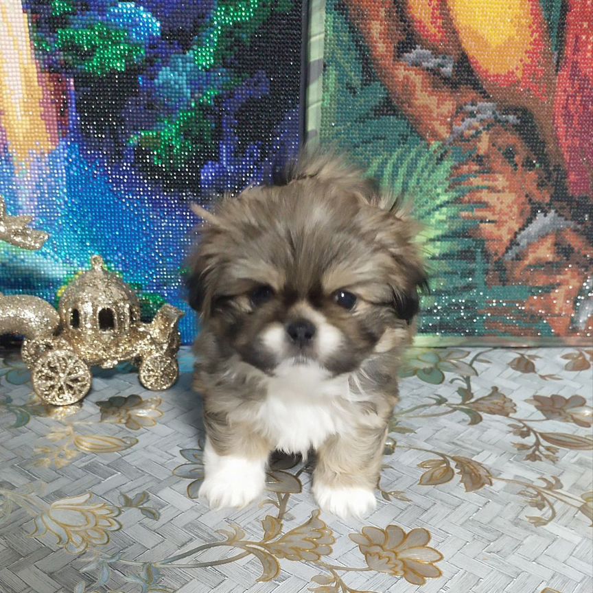 Пекинес, щенок