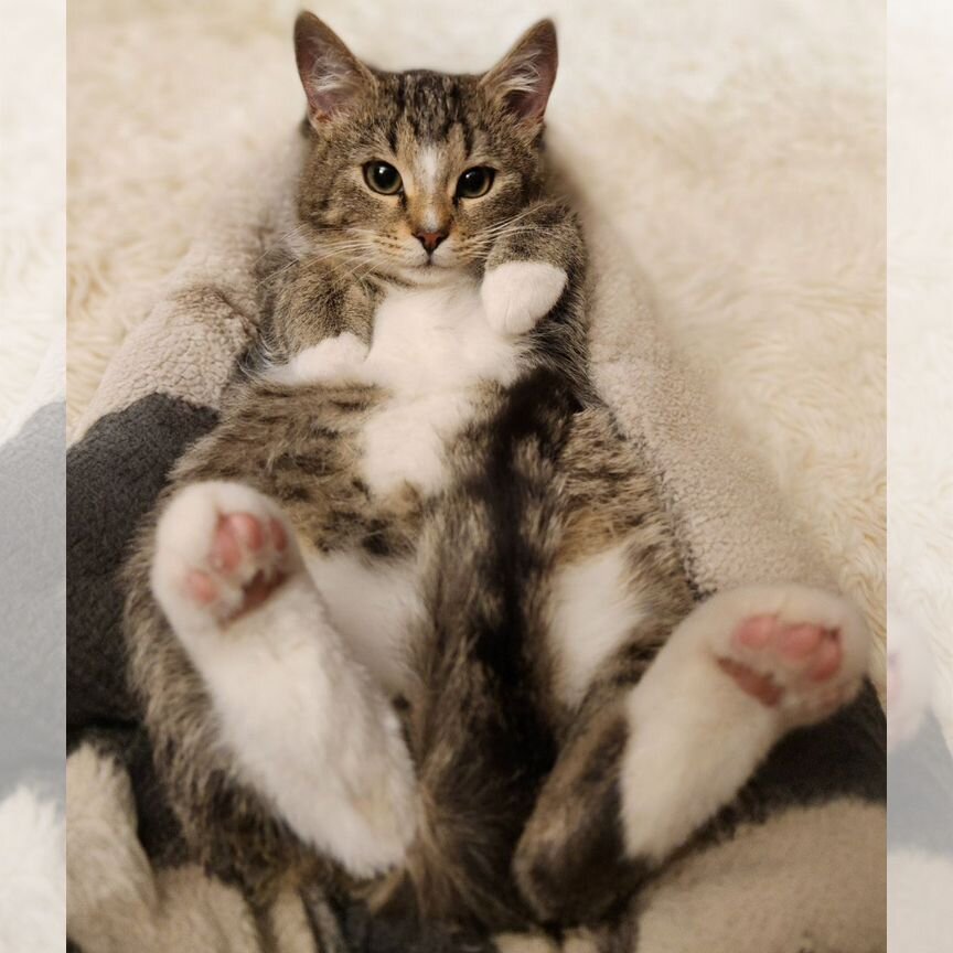 Котёнок в добрые руки