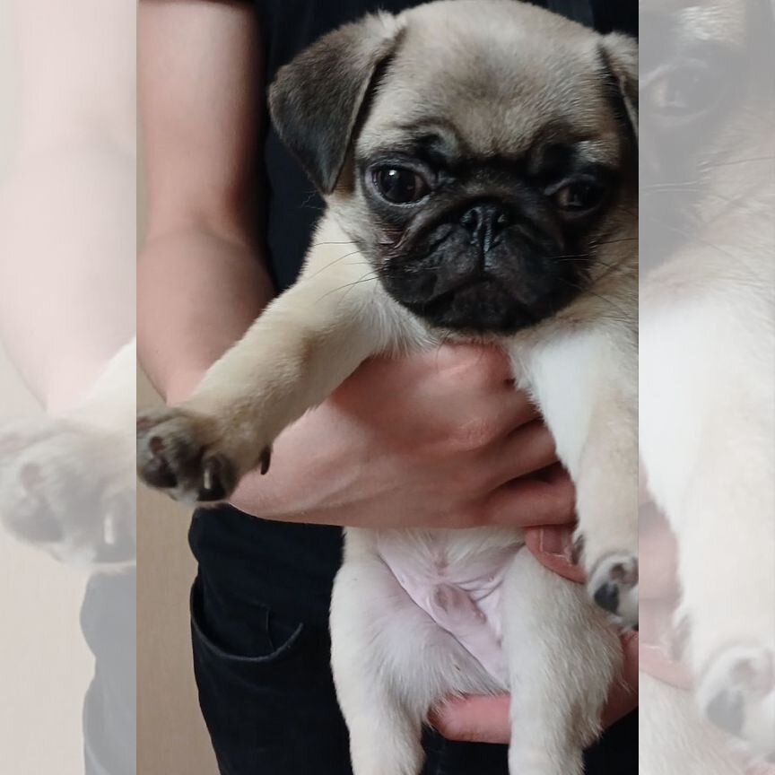 Мопс, щенок