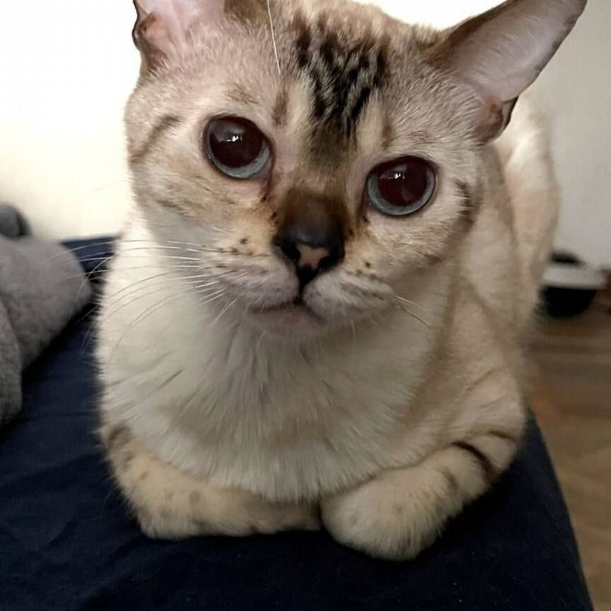 Бенгальская кошка бесплатно (есть особенности)