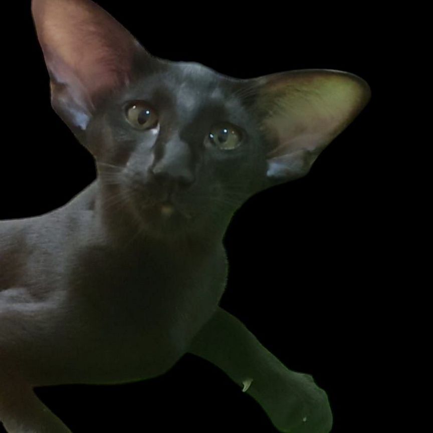 Черная ориентальная девочка