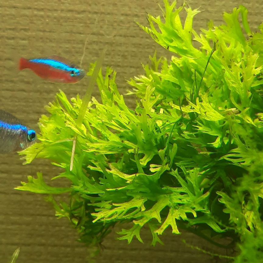 Растения в аквариум: папоротник, валлиснерия и др