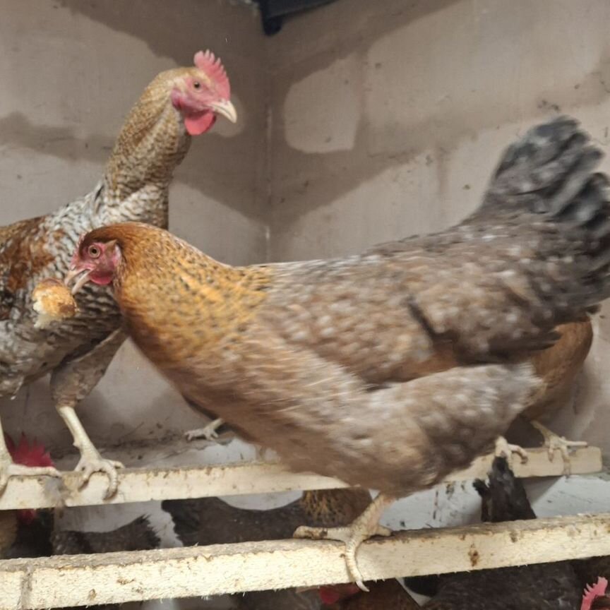 Курицы Билефельдер