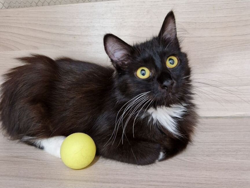 Котенок девочка в добрые руки