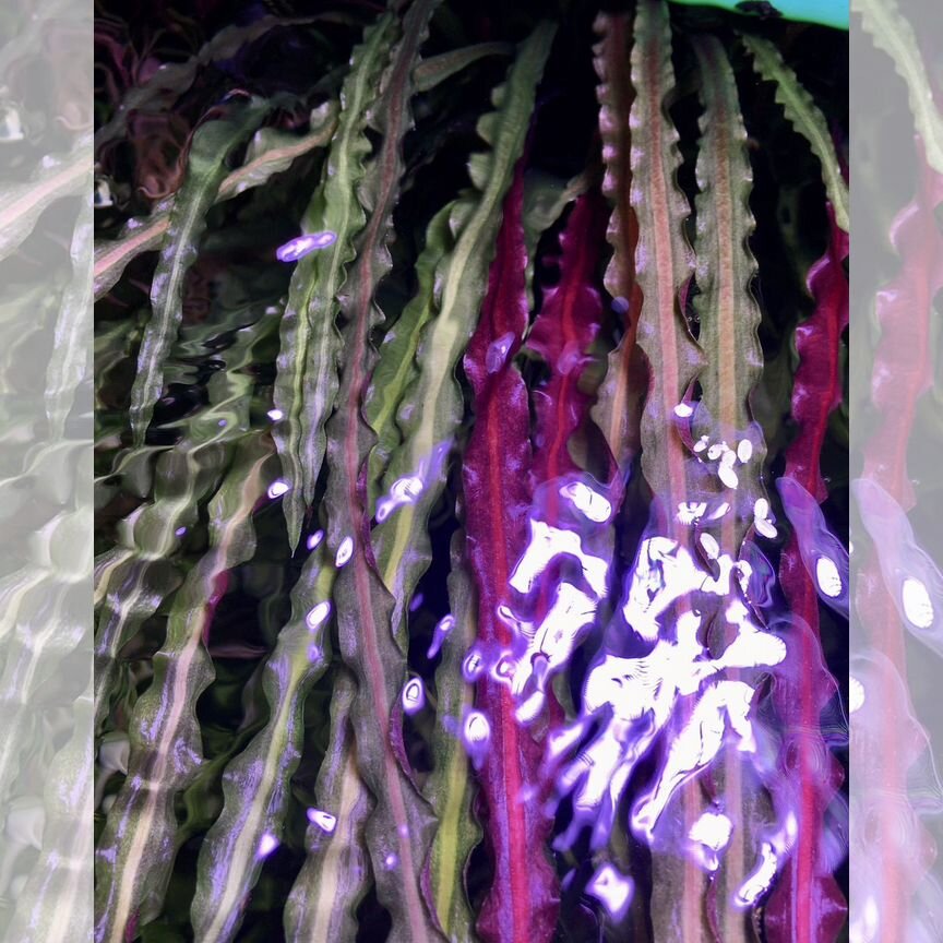 Аквариумное растение криптокорина