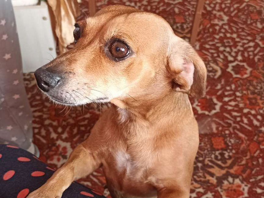 Собака в добрые руки такса