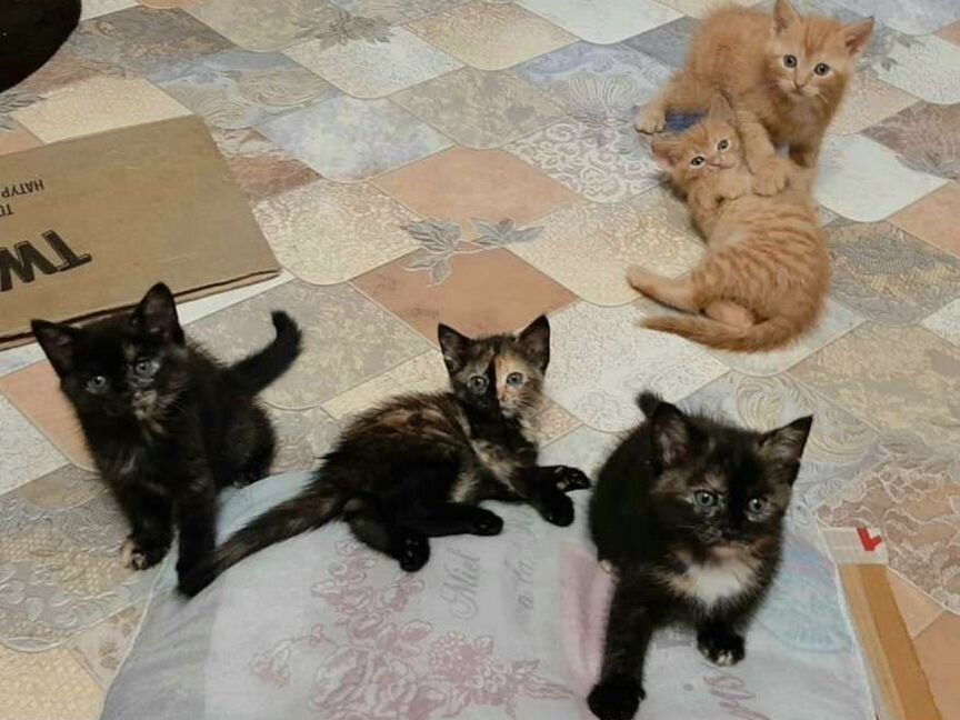 Котята в добрые руки