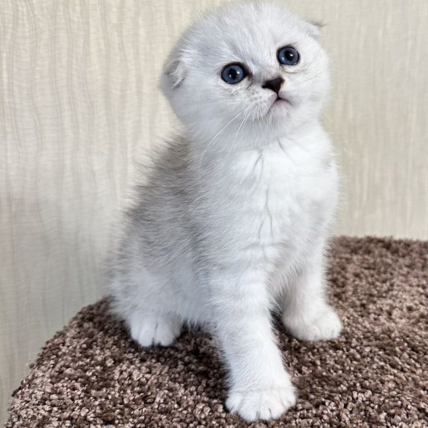 Девочка идеальна в разведение