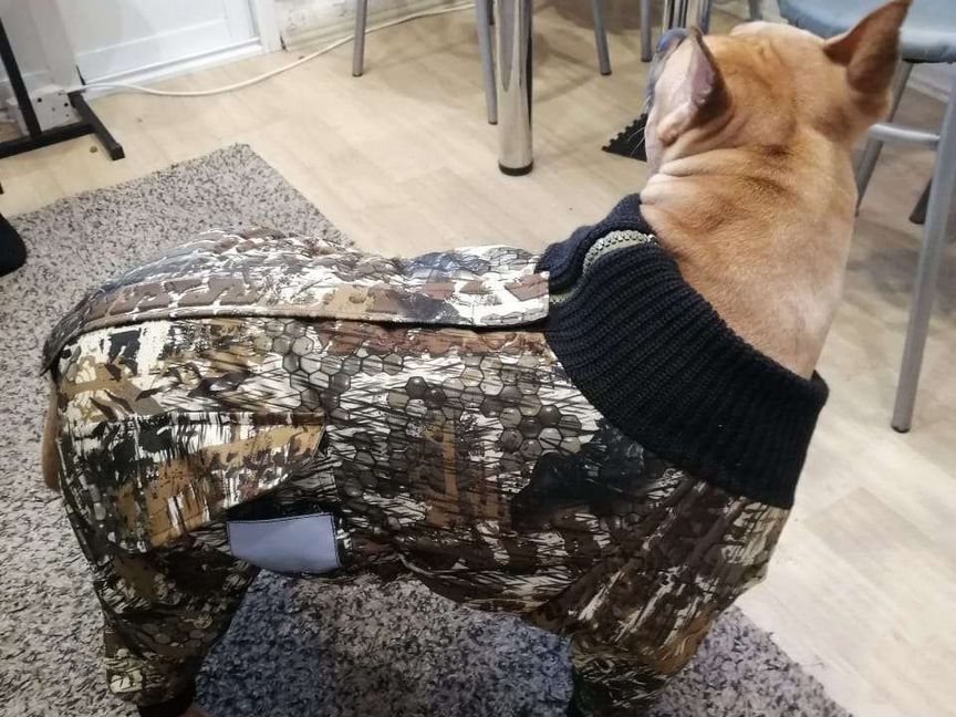 Одежда для собак