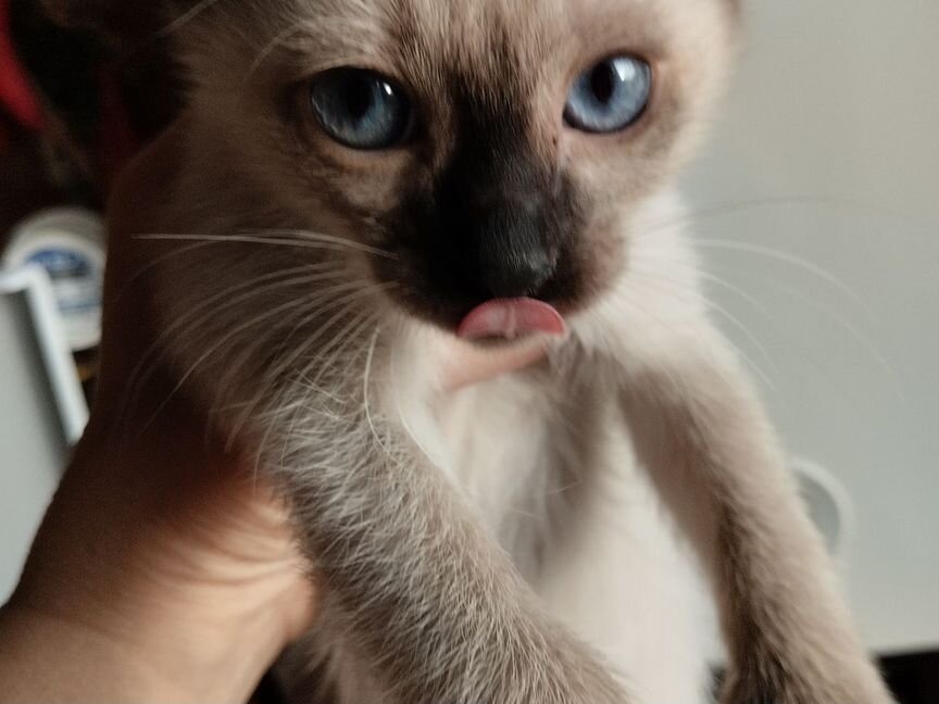 Тайский котенок.2 месяца