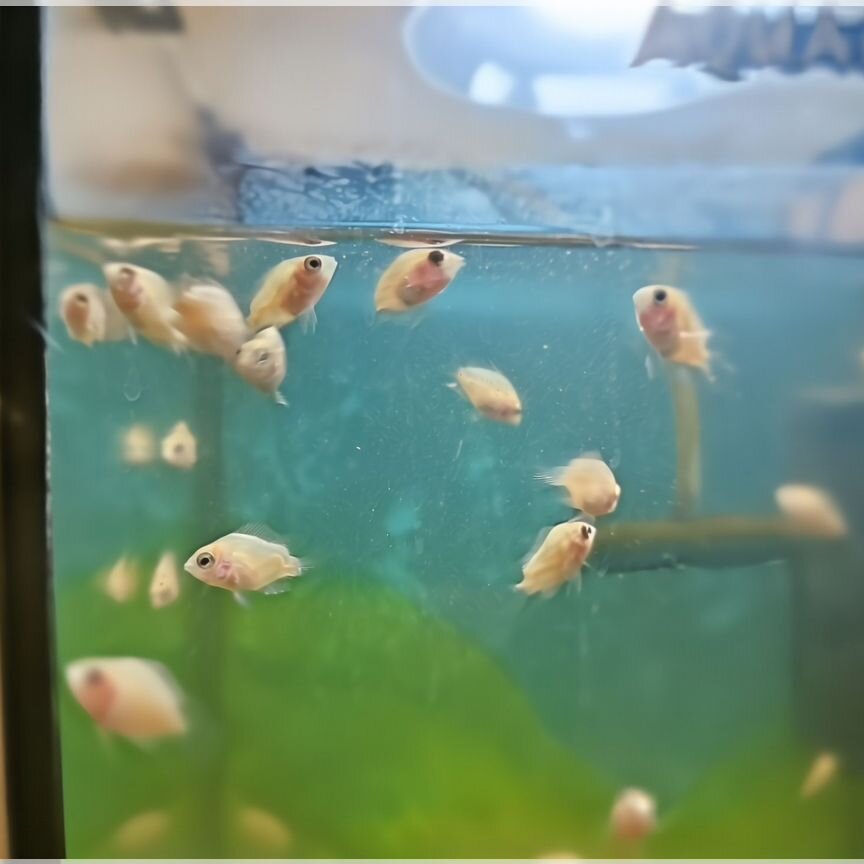 Цихлазома фламинго