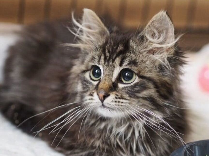 Котёнок девочка