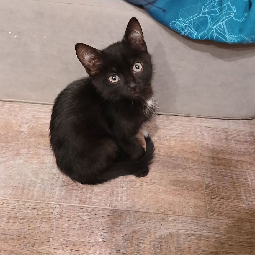 Котенок мальчик 2 месяца