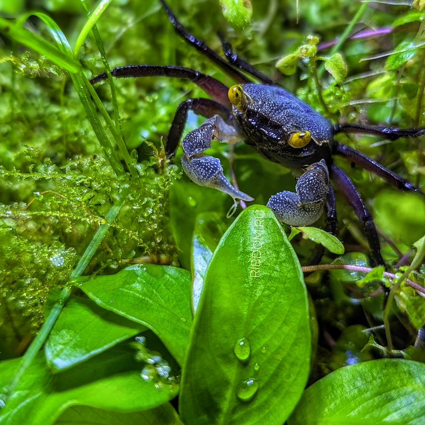Краб вампир серая звезда