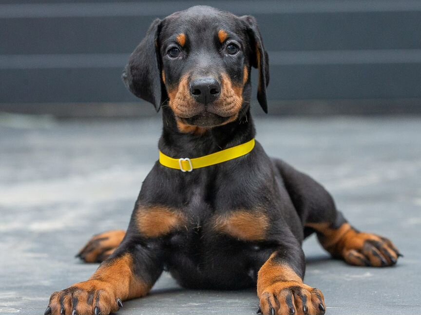 Доберман щенок