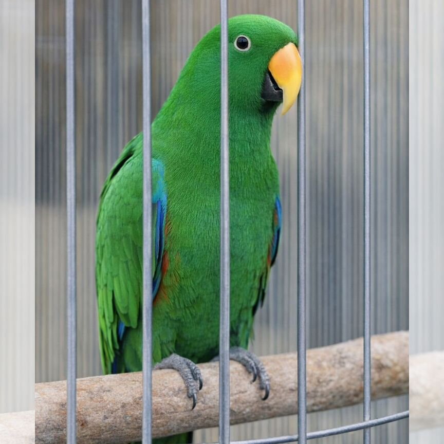 Приму в семью мальчика-эклектуса