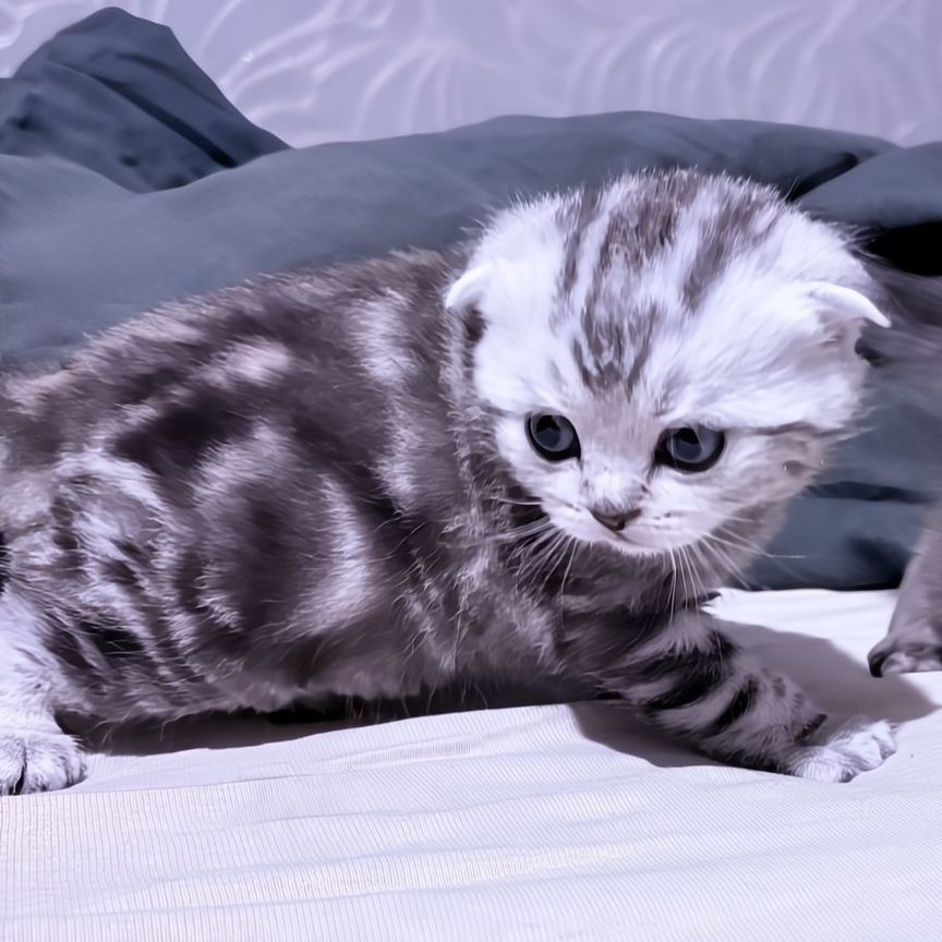 Шотландский вислоухий длинношёрстный котёнок