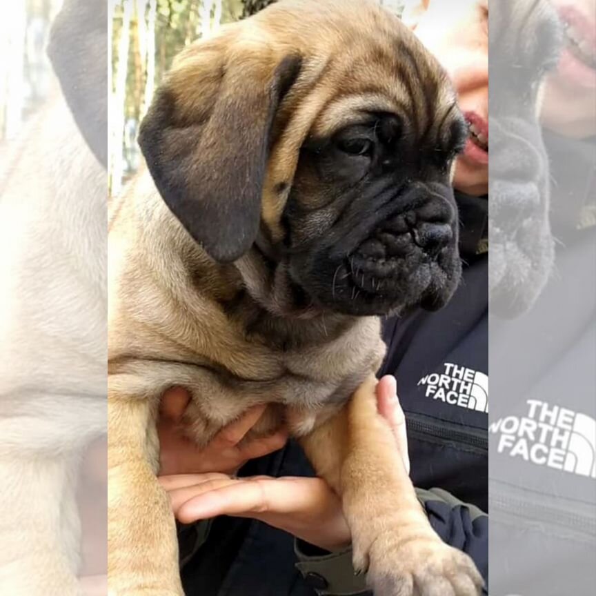 Щенок бульмастиф