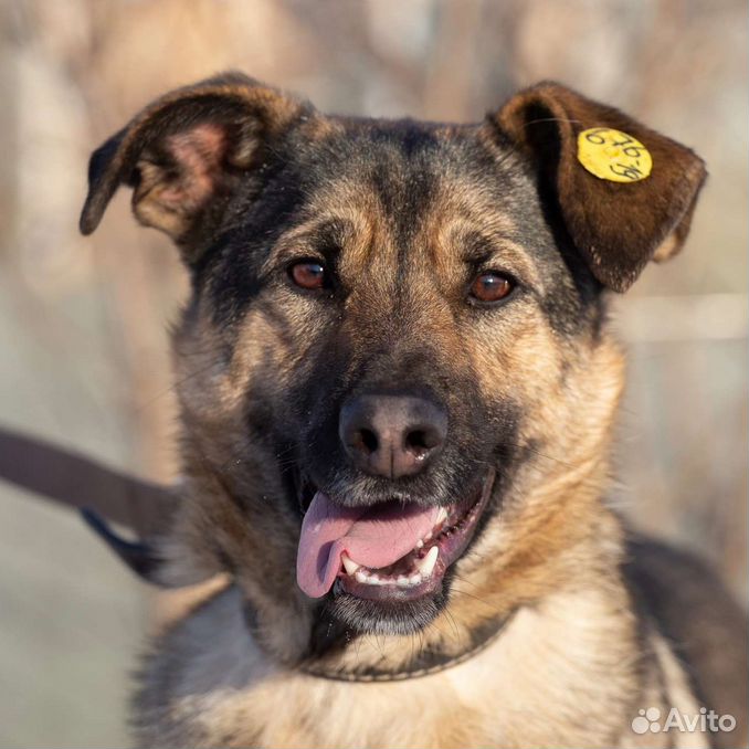 Розочка в добрые руки