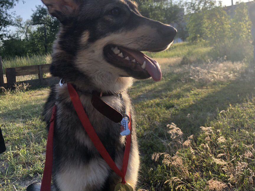 Собака в добрые руки