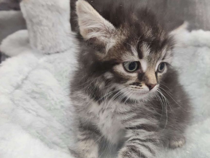 Котенок девочка 1,5 мес