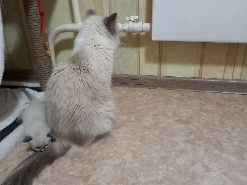 Кошка невская маскарадная котята