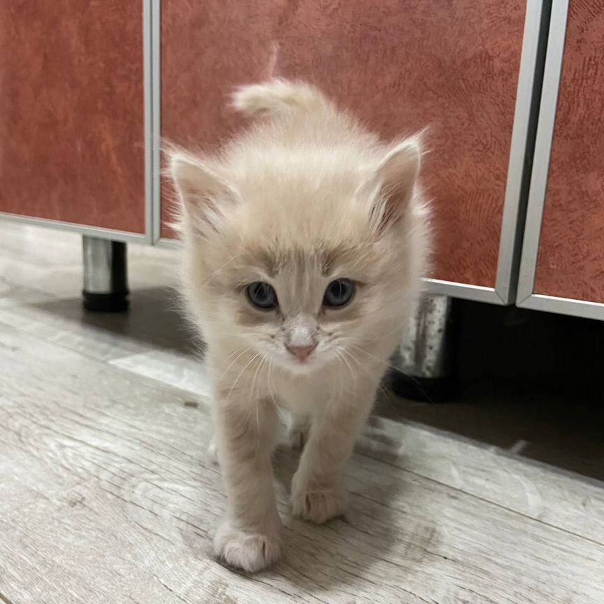 Отдам в добрые руки котенка