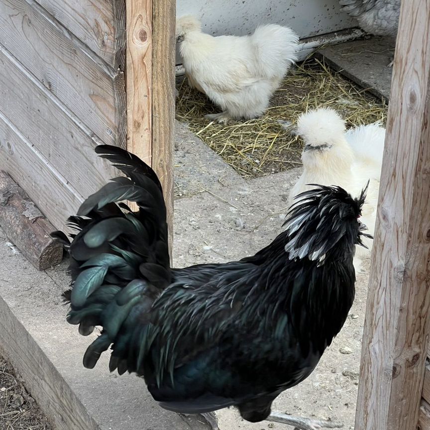 Петух падуан