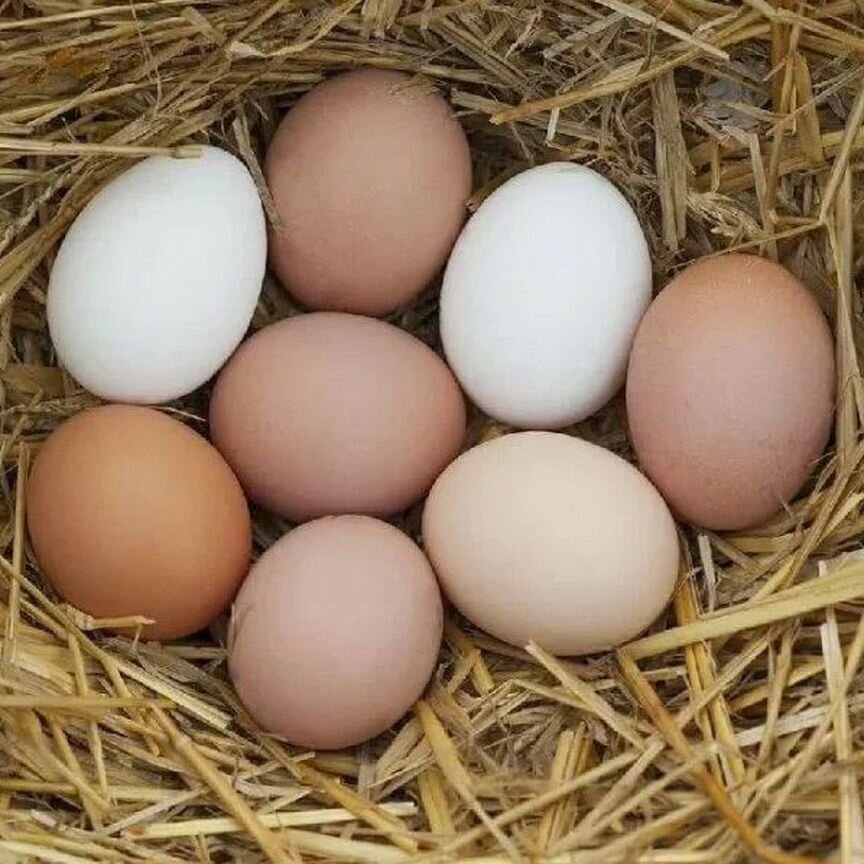 Домашние куриные яйца