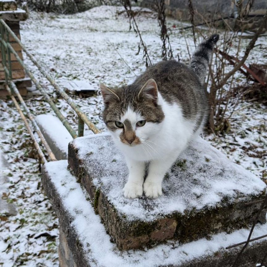 Котята в добрые руки мальчик