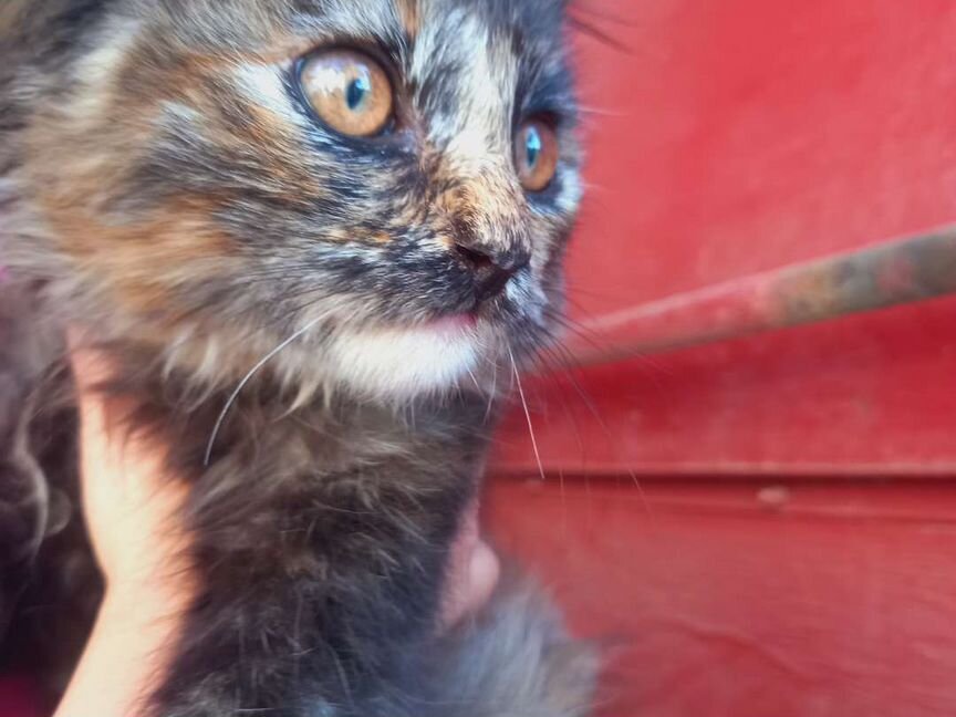 Кошка