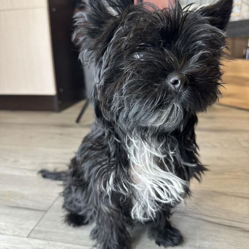 Щенки йоркширского терьера