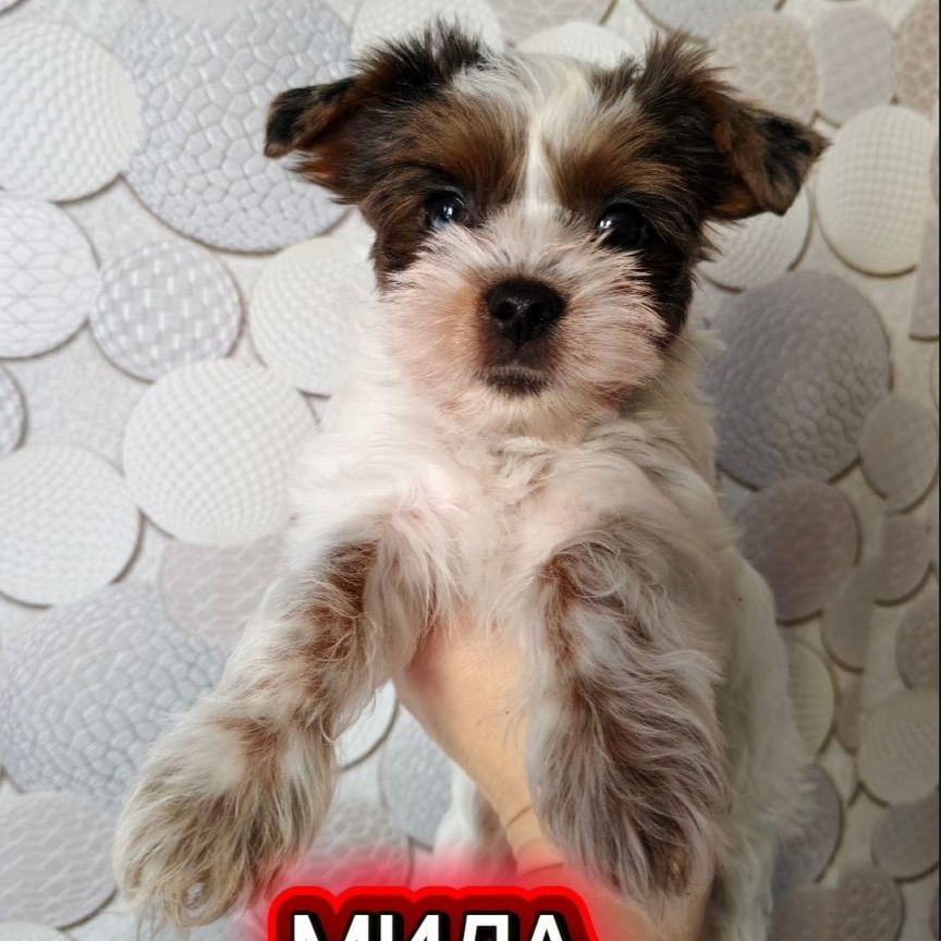 Йоркширский терьер, щенок