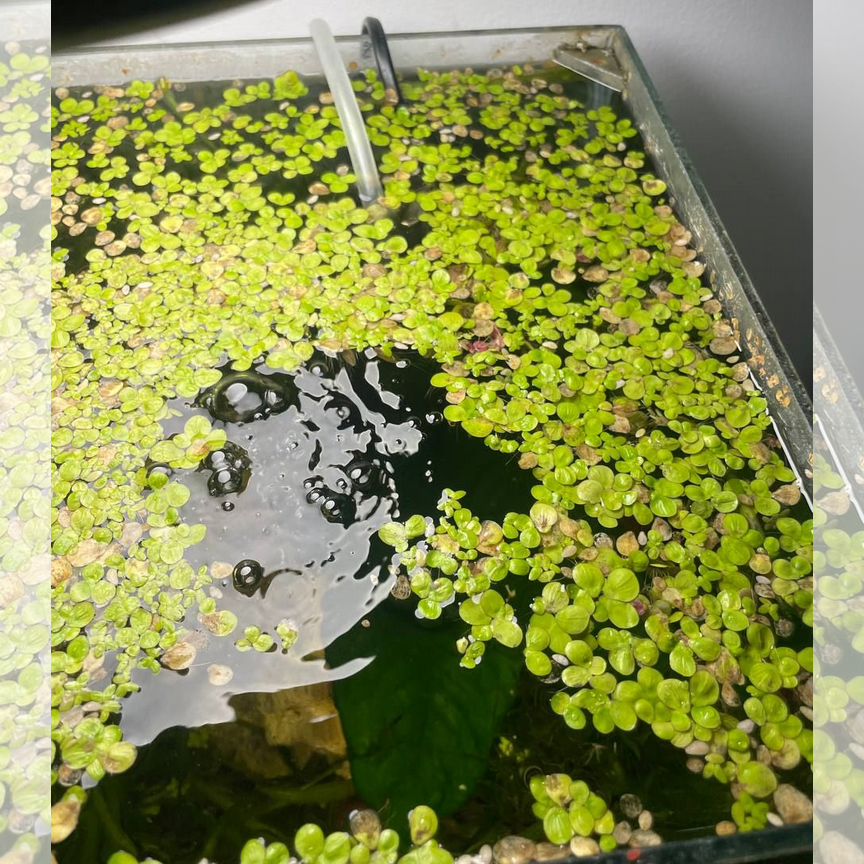 Аквариумные водоросли валлиснерия, ряска