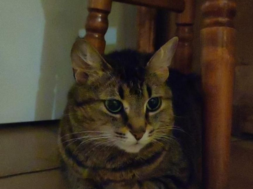 Кошка в дар