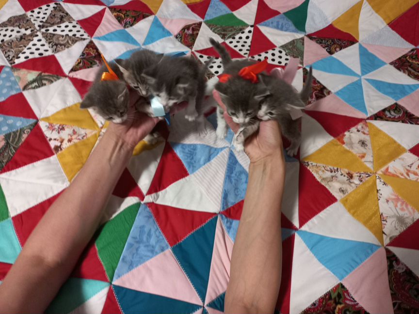 Котята в добрые руки