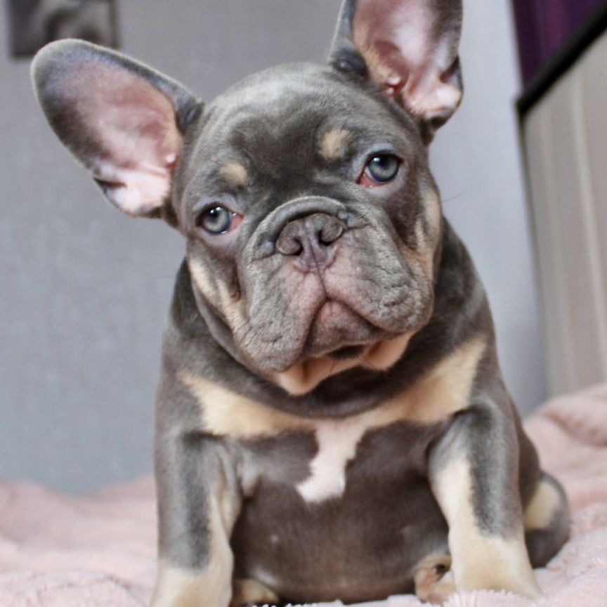 Французский бульдог, щенок