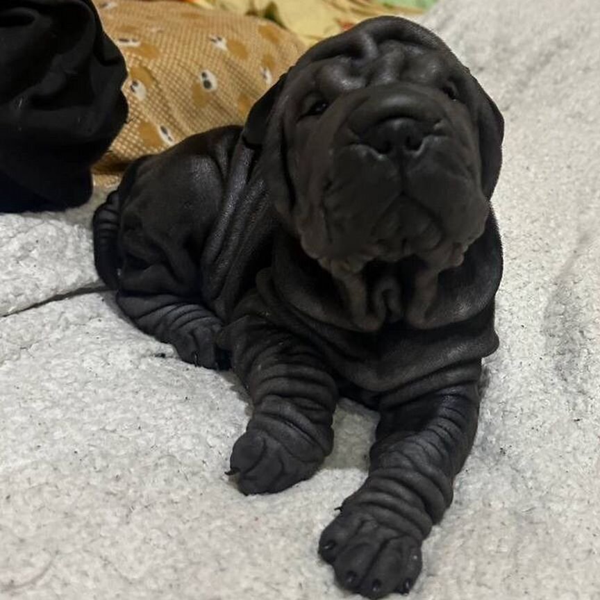 Шарпей, щенок