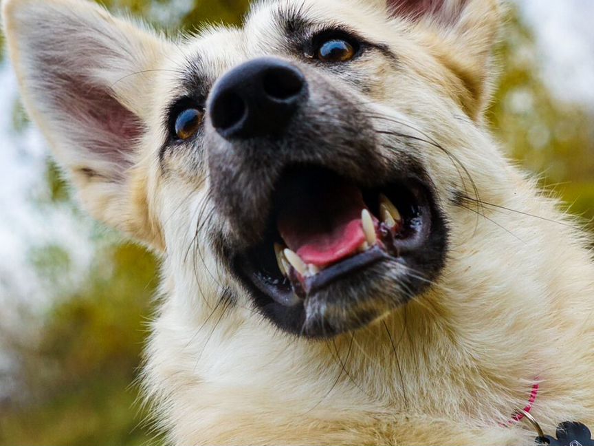 Щенок грустит в приюте