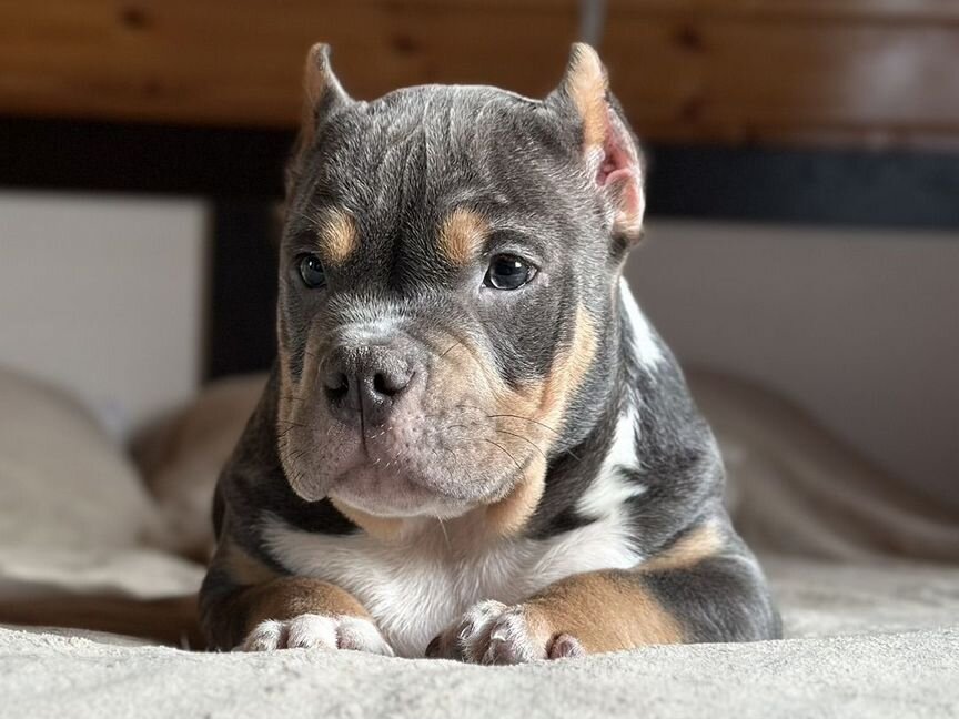 Мальчик Американский булли