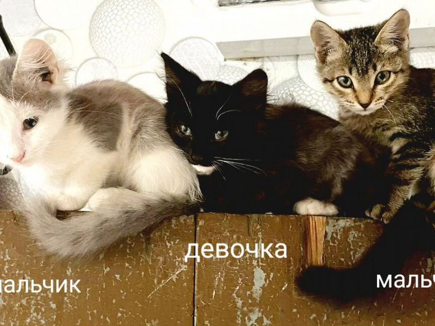 Кошки